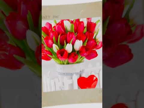 Tulip - Tulip scientific name -Red tulip