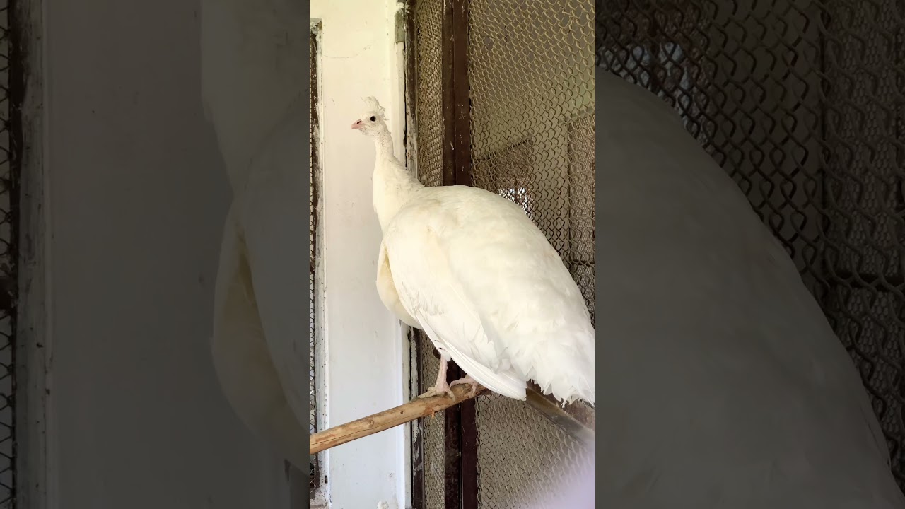 Female White Peacock 🦚 #shorts