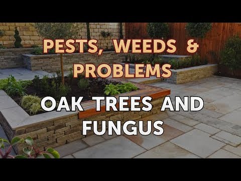 Oak Trees and Fungus
