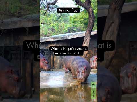 What colour is a Hippos sweat?