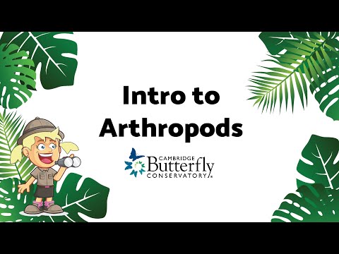 Introduction to Arthropods!