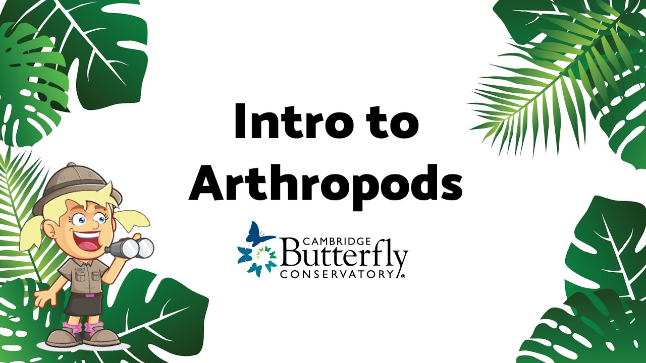 Introduction to Arthropods!