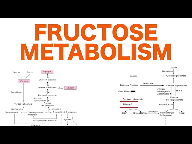 Understanding Fructose Metabolism and Its Disorders | Galaxy