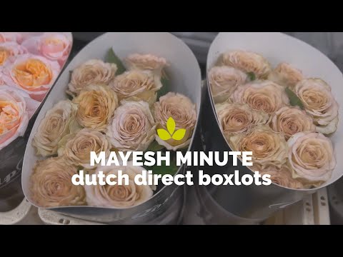 Mayesh Minute: Dutch Direct Flowers June 28