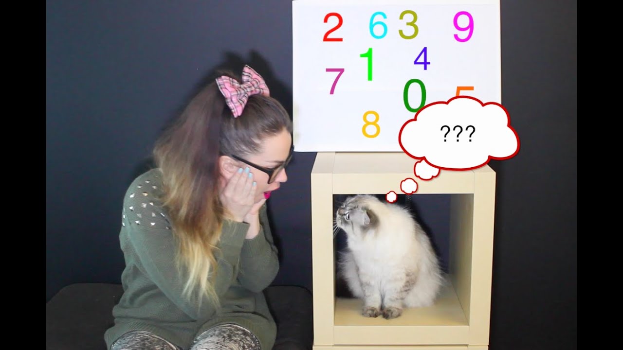 Learn Binary basics, DECIMAL TO BINARY, Momo Maths tutorial
