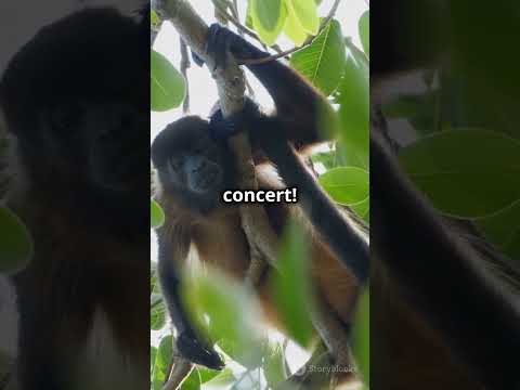 Did You Know Howler Monkey Facts!