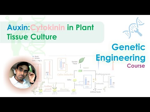 Role of Plant Hormones in Plant Tissue Culture