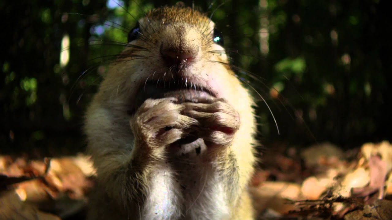 Nuts About Nuts | Tiny Giants 3D
