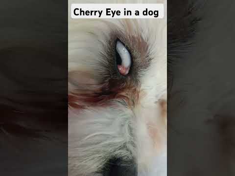 #Cherry eye in a Maltese dog //prolapse of 3rd eyelid gland//Morgan Pocket Technique