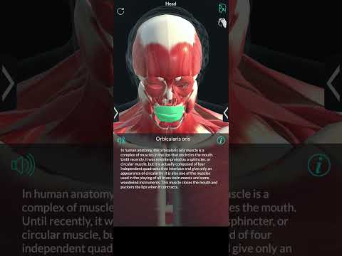 Orbicularis oris #anatomy #musclesanatomy