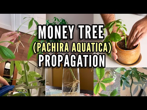 How to Propagate a Money Tree!