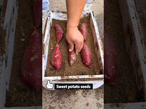 Easy steps to grow sweet potato seedlings at home #garden #farming #gardening