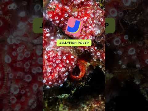 ABC Baby Sea Animals Song | Letter H to L | Learn #alphabet #english and #animals for Kids