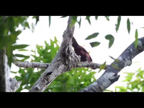 Birds of Paradise Waigeo, Raja Ampat, Indonesia