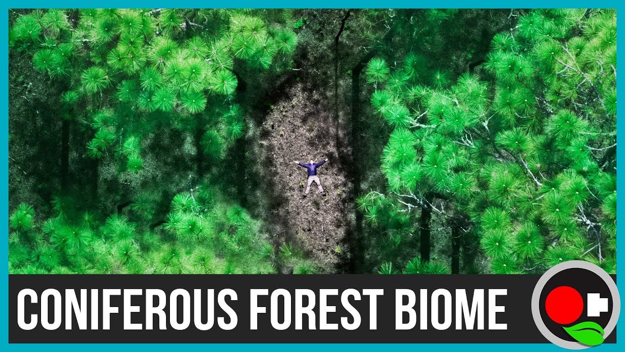 The Coniferous Forest Biome Explained