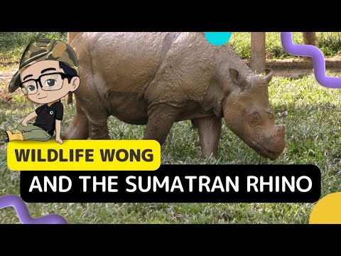 Wildlife Wong And The Sumartran Rhino