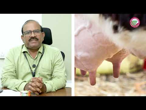 Mastitis, a common and costly disease | IVS AH