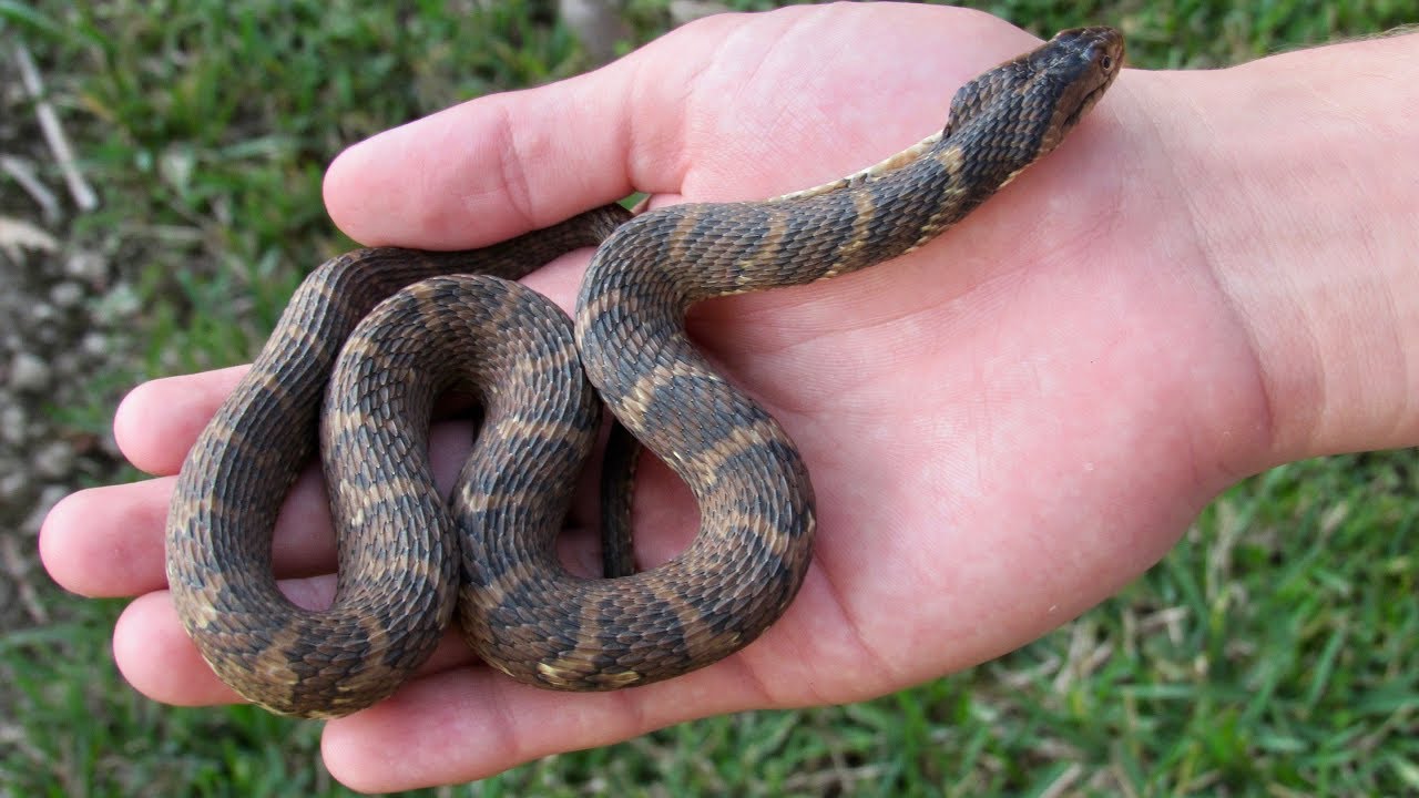 The friendly banded water snake