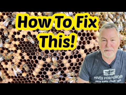 Beekeeping's Biggest Problem: How To Fix A Queenless Hive
