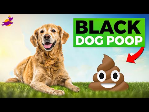 Black Dog Poop: What It Means For Your Pet