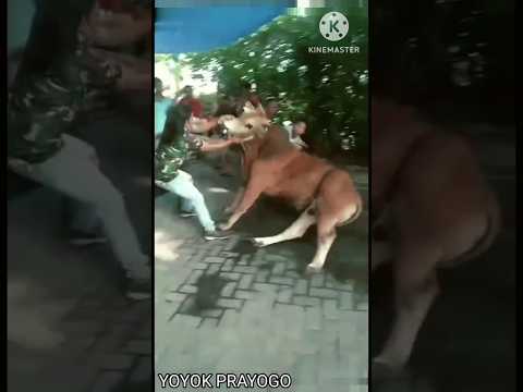 video lucu bikin ngakak sapi