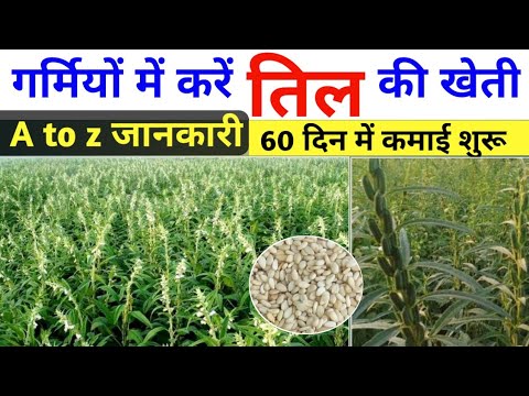 White Sesame Seed - Wholesale Price & Mandi Rate for White Till