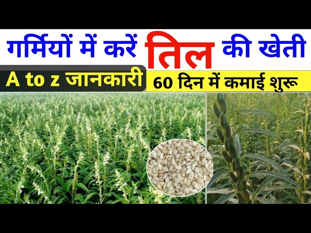 Vegetable Seeds - Green Hybrid Jini 2626 Chilli Seed Trader - Retailer ...