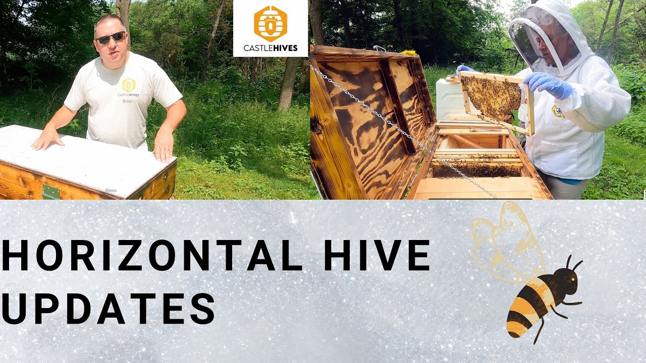 #beekeeping Horizontal Hive Updates - HD
