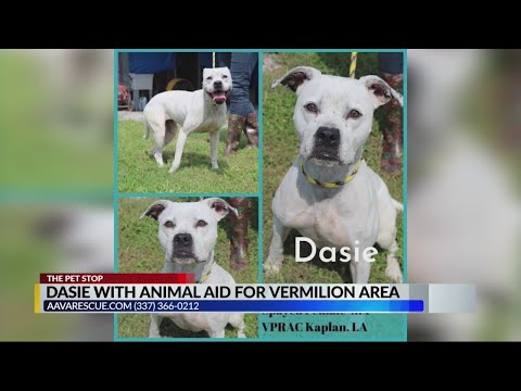 PET STOP: Dasie needs a home