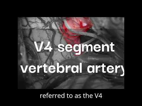 V4 segment