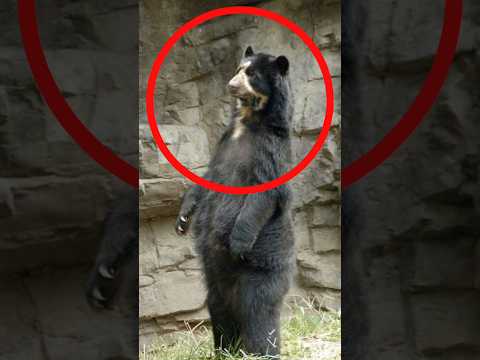 Sloth Bears: Cute but Deadly! 😱