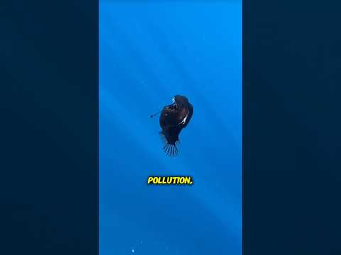 RARE ANGLER FISH #beautiful #fish #viralvideo #shorts