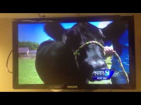 KCCI News Channel 8 Fluffy Cows Story