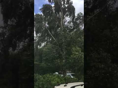 Silver Birch