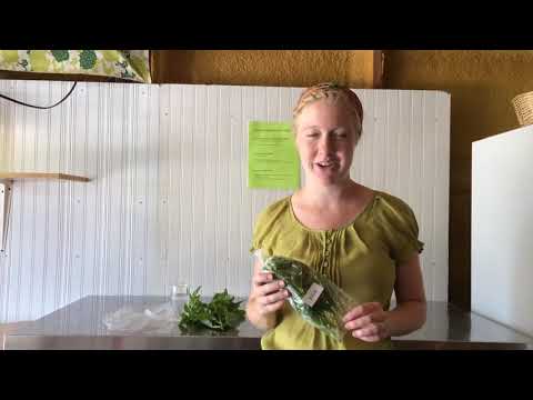 The Best Way to Store Fresh Basil