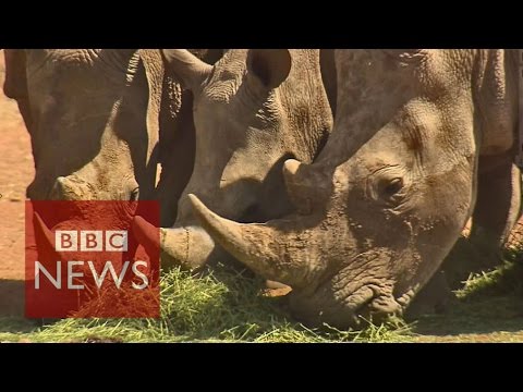 Extinction warning for Africa's rhinos - BBC News