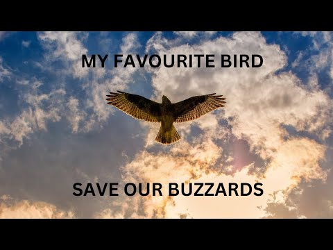 Buzzards of Britain