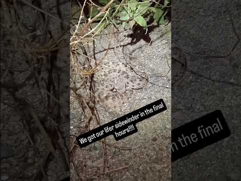 Sidewinder Rattlesnake