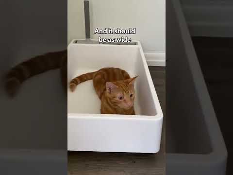 Best litter box size? General rule of thumb