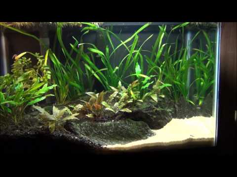 Aquascapes with stones and rocks