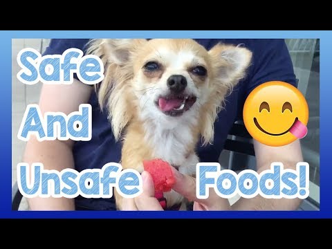 Foods Dogs Can and Can't Eat! Safe and Unsafe Foods for Dogs to Eat or Avoid!