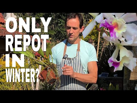Top Orchid Expert Reveals Best Winter Repot Techniques