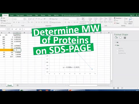 Determining MW of proteins on SDS-PAGE