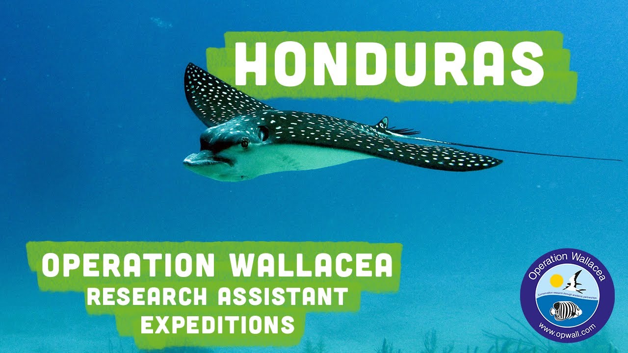 Operation Wallacea - Honduras Research Assistant