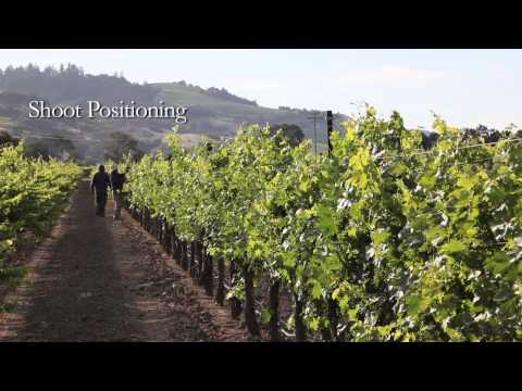 Seasons of the Vineyard: Summer (A Jordan Winery Video Series)