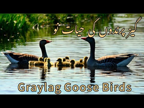 Geese Birds Documentary in Urdu\Hindi | Geese Birds Flying | Geese Birds