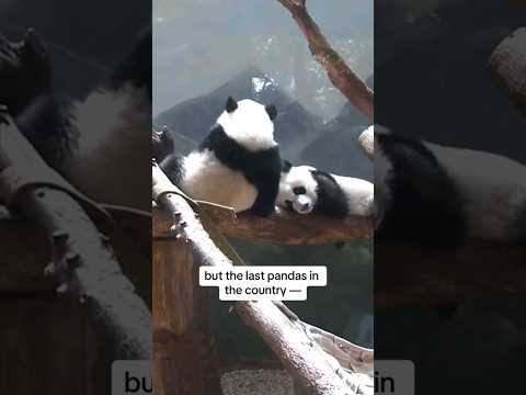 Atlanta Zoo to return last pandas in U.S. to Chins #shorts