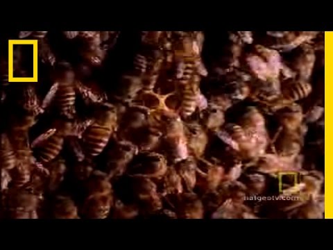 Murder Hornets Facts, Size - Should I Worry About Murder Hornets?