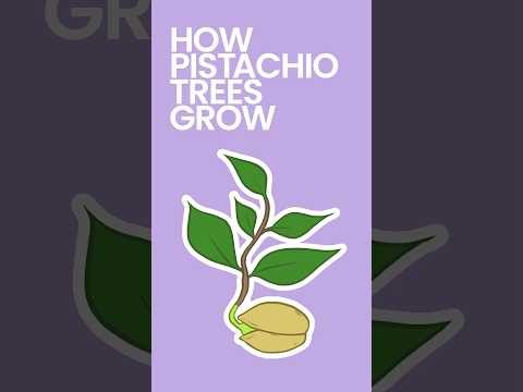 How Pistachio Trees Grow