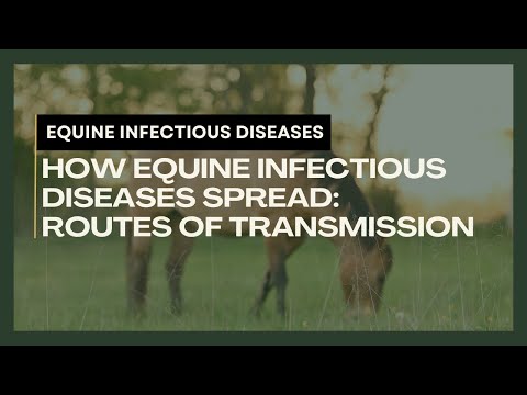 How Equine Infectious Diseases Spread: Routes of Transmission